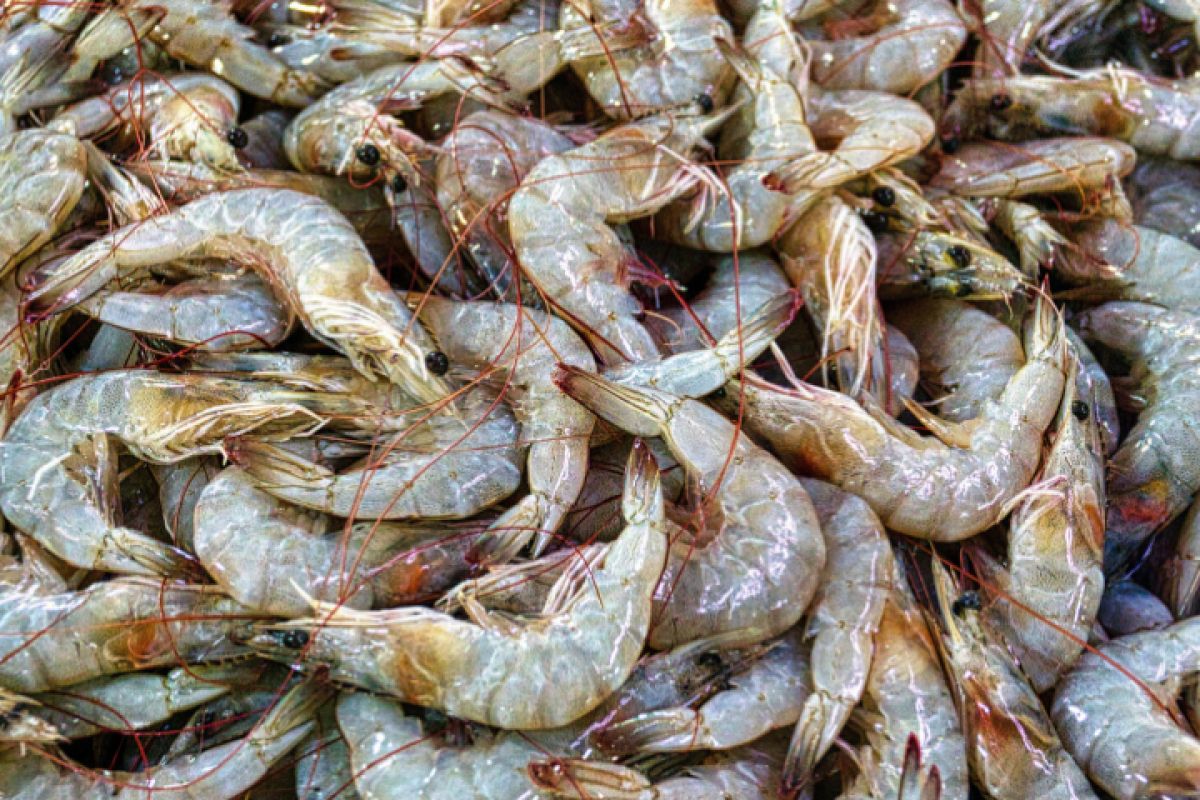 Shrimp shells to serve as the basis for new multi-protective coatings ...