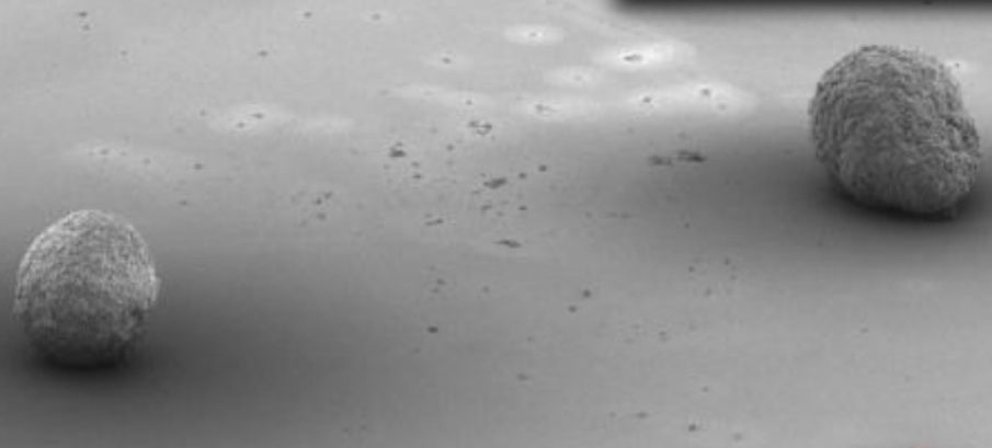 3d Printing Technique Differentiates Stem Cells Into Heart Cells